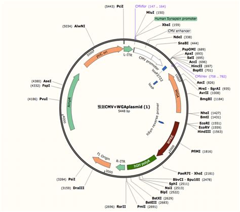 Plasmid Structure Plasmid Structure Of Cmv Dio Wga Modified From Download Scientific Diagram