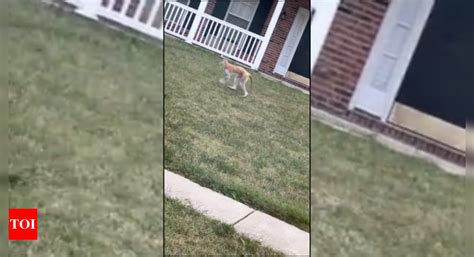 Watch Momo The Monkey Sparks Chaos In Indianapolis After Daring