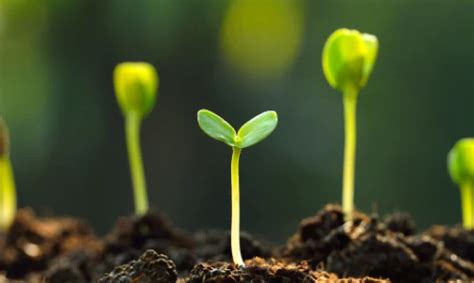 What Does It Mean To Be Neurodiverse Sprout Tutoring