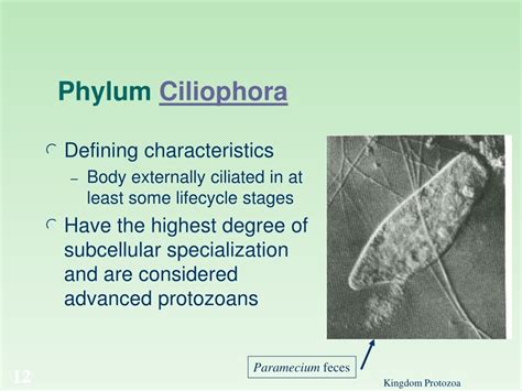 Ppt The Protozoans Powerpoint Presentation Free Download Id9216950