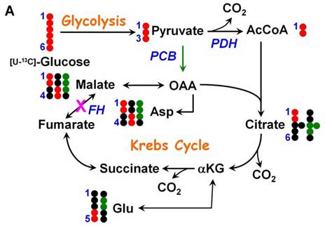 13c Labeled Glucose For 13c Mfa Creative Proteomics Mfa