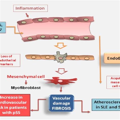 In Chronic Autoimmune Diseases Endothelial Cells Are Often The Primary
