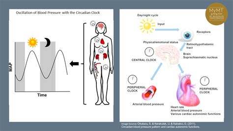 Circadian Rhythm Menopause