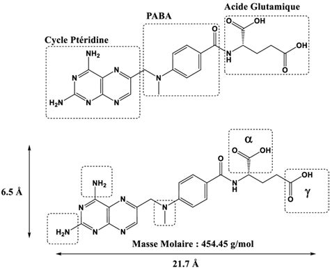 Structure Du Méthotrexate Haut Différentes Sous Unités Cycle Download Scientific Diagram