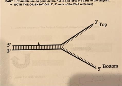 Solved PART I Complete The Diagram Below Fill In And Label Chegg
