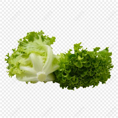 녹색 신선한 양상추식물초록성분 Png 일러스트 무료 다운로드 Lovepik