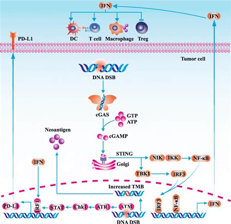 The Cross Talk Between Dna Damage And Immune Response Following The