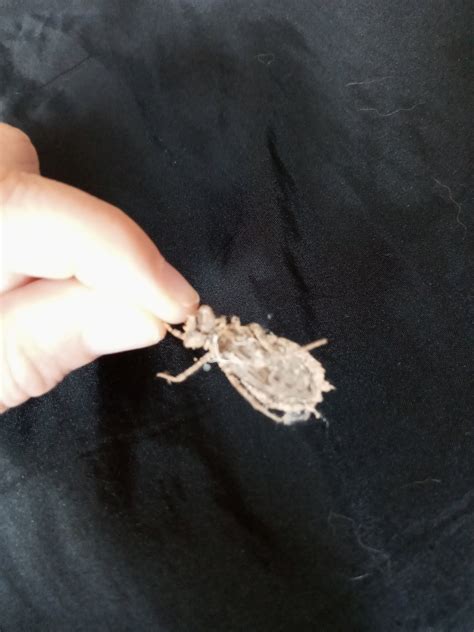 Dragonfly Nymph Exoskeleton In A 2 Clear Specimen Vial Oddities And Curiousities Etsy