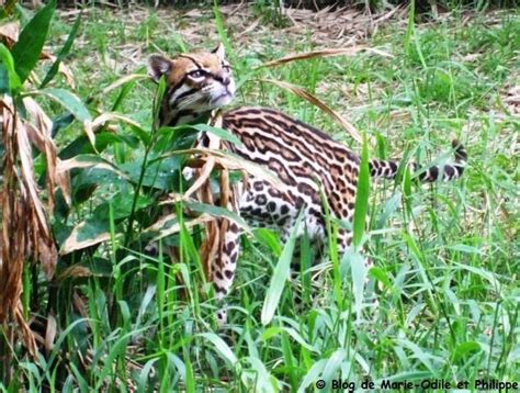 Locelot Leopardus Pardalis Marie Odile Et Philippe