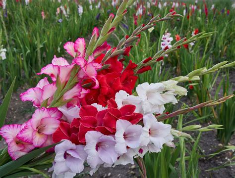 Gladiolus Hero Of Rome The Secret Language Of Augusts Birth Flowers