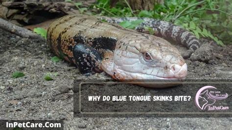 Do Blue Tongue Skinks Bite 6 Dangers 3 Safety Tips