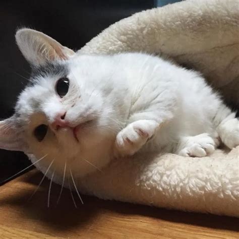Meet Potato The Blind Dwarf Munchkin Cat Who Was Rescued And Healed