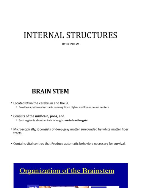Internal Structures Of The Organ Pdf Cerebellum Brainstem