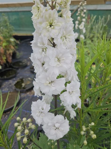 Delphinium ‘double Innocence New Millenium Series Proctors Nursery