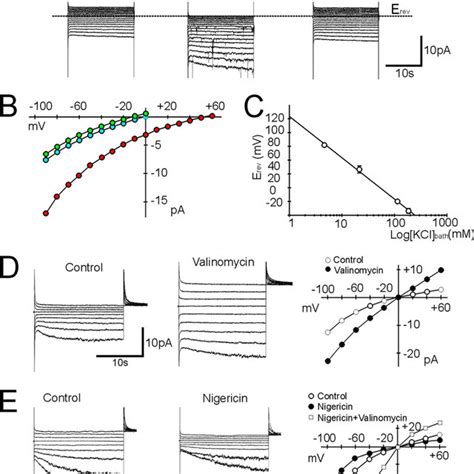 Slowly Developing Hyperpolarization Activated Inward Current Through Download Scientific