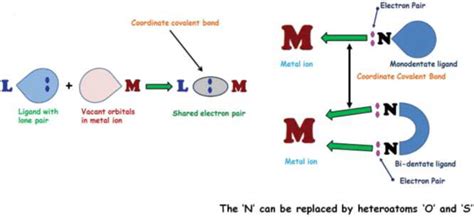Schematic Representation Behind The Formation Metal Complexes