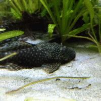 Aquarium How To Sex A Bristlenose Catfish Pets Stack Exchange