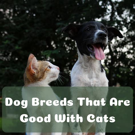 Are Gwp Dogs Good With Cats