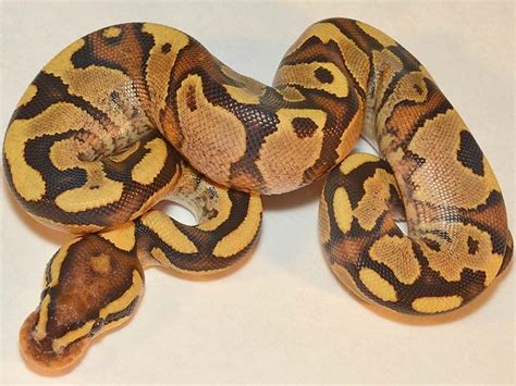 Hot Sauce Morph List World Of Ball Pythons Ball Python Snakes Hot