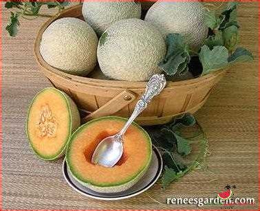What Is A Sugar Cube Melon Everything You Need To Know Updated October