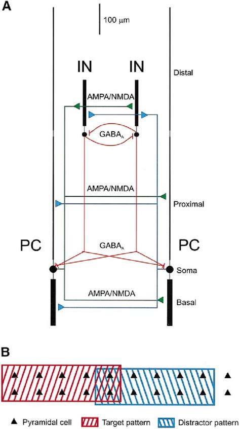 Schematic Of The Prefrontal Cortex Pfc Network Model A Download Scientific Diagram