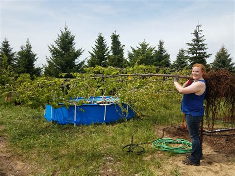 Costs And Benefits Of Pre Plant Root Manipulation The Garden Professors™