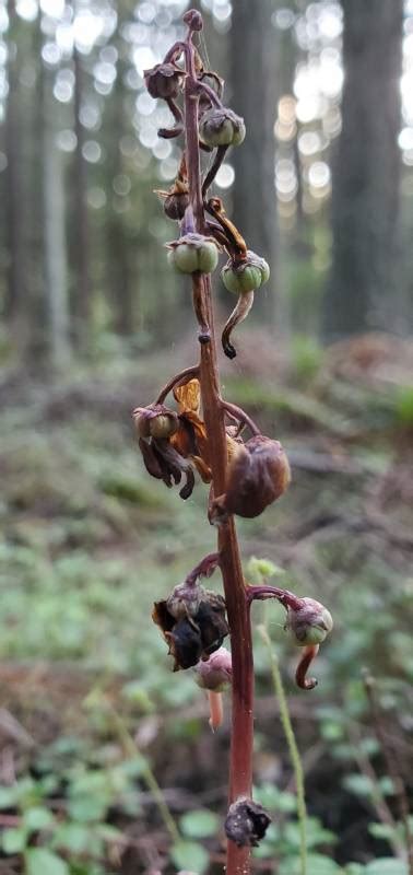 Pyrola Aphylla Burke Herbarium Image Collection