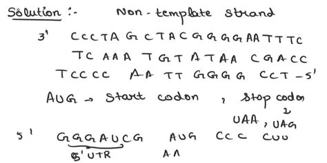 Solved Given The Following Coding Strand Of Dna Sequence Transcribe