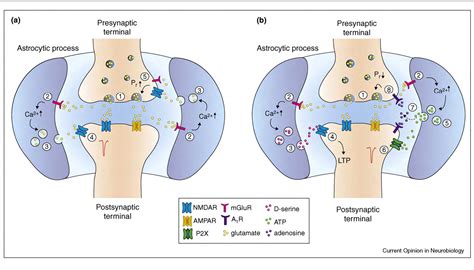 Figure 1 From Neuron Astrocyte Communication And Synaptic Plasticity Semantic Scholar