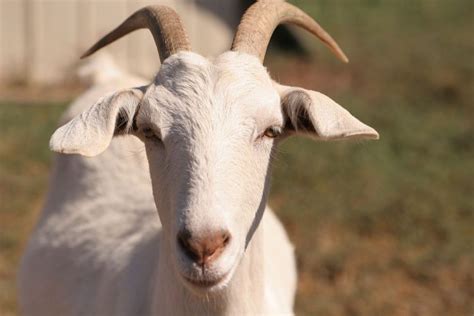 Eight Men Accused Of Having Sex With Goat In India The Citizen