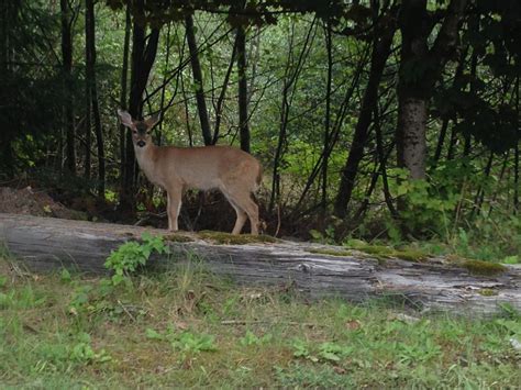 Ketchikan Wildlife Wild Wolf Tours Ketchikan Alaska