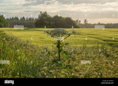 Cow Parsnip Heracleum Sosnowsky Field In Bright Sunset Light In