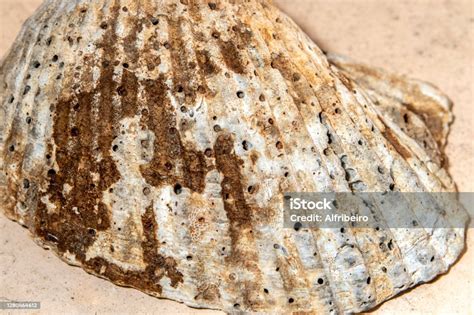 브라질에서 세레시브 초점을 맞춘 조개 껍질의 극단적 인 클로즈업 0명에 대한 스톡 사진 및 기타 이미지 0명 기하 기하 도형 Istock