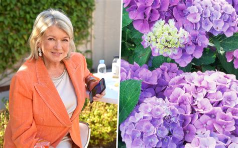Martha Stewarts Method For More Hydrangeas Homes And Gardens