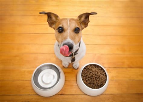10 Natural Diuretics For Dogs Foods Herbs And Others