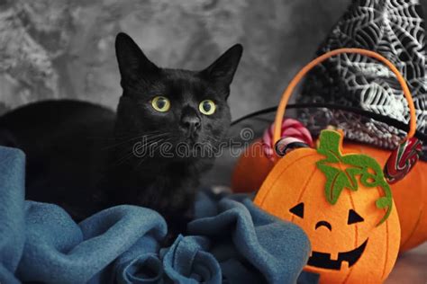 Cute Black Cat And Halloween Decor Near Grey Wall Stock Image Image