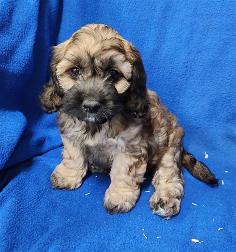 Cockapoo Puppies Cockapoo Mixed Breed Pets And Animals In South