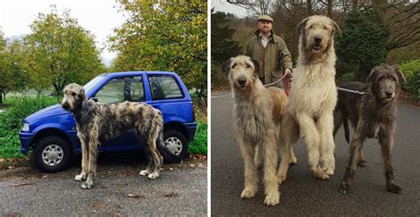 21 Photos Of People And Their Irish Wolfhounds And Its Crazy How
