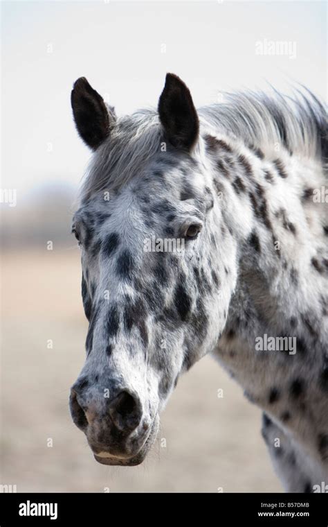 Black Appaloosa