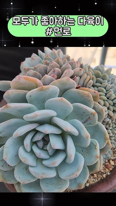 모두가 좋아하는 다육이 먼로 먼로철화 Succulent Plants 다육이 다육식물 Garden 다육 다육이키우기 에케베리아 식물 Youtube