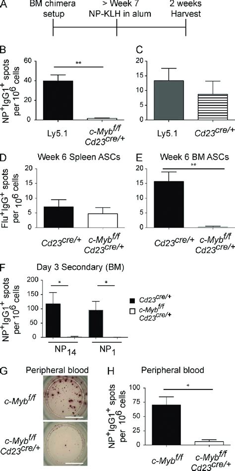 B Cell Intrinsic Migratory Defect A Schematic Representation Of
