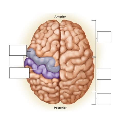 Primary Somatosensory Cortex