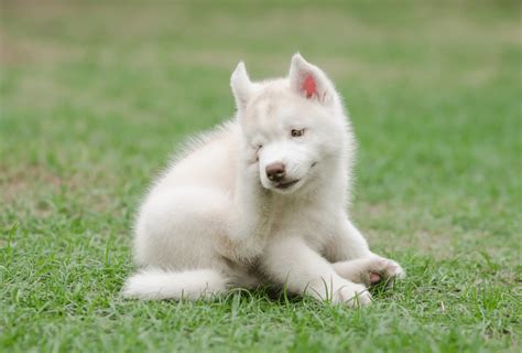 All Husky Colors Explained From Red To Agouti Pawleaks