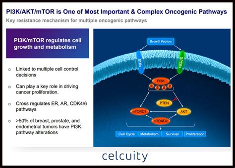 Will Celcuitys Viktoria 1 Hit The Target