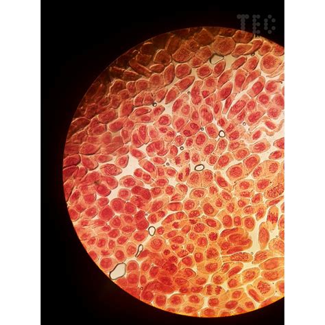 Tec On Twitter Mitosis Celular 🧫preparado Celular Teñido Para La Visualización De La Mitosis