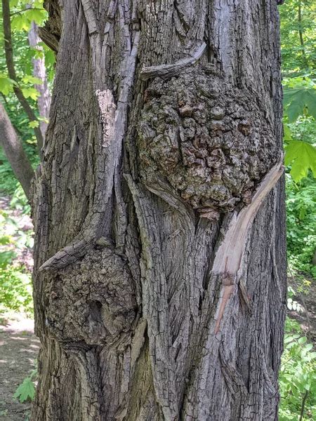 The Sad Face Tree Stock Photos Royalty Free The Sad Face Tree Images Depositphotos