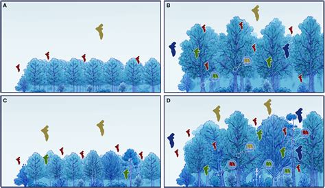 Schematic Illustration Of The Effects Of Forest Age And Structural
