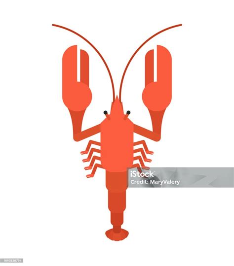 왕새우 빨간 격리입니다 해양 갑각류 진미입니다 벡터 일러스트 레이 션 갈고리 발톱에 대한 스톡 벡터 아트 및 기타 이미지 갈고리 발톱 갑각류 강 Istock