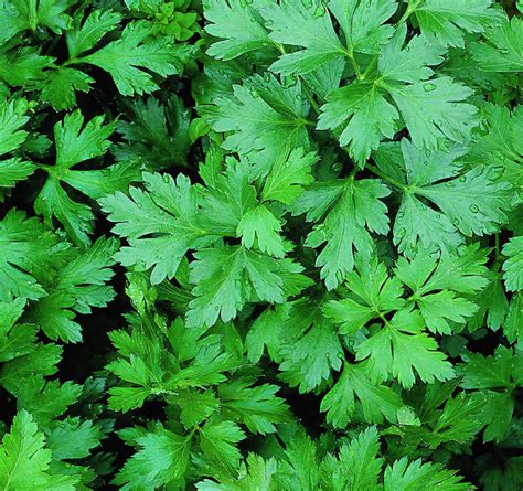 Italian Parsley (Perejil Italiano) (bunch) - Ana's Veggies