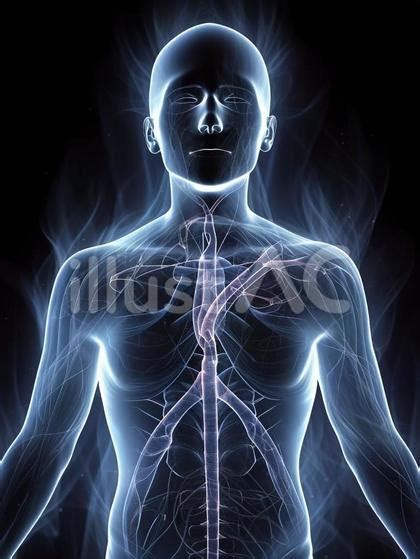 体の構造イラスト No 24038364｜無料イラスト・フリー素材なら「イラストac」